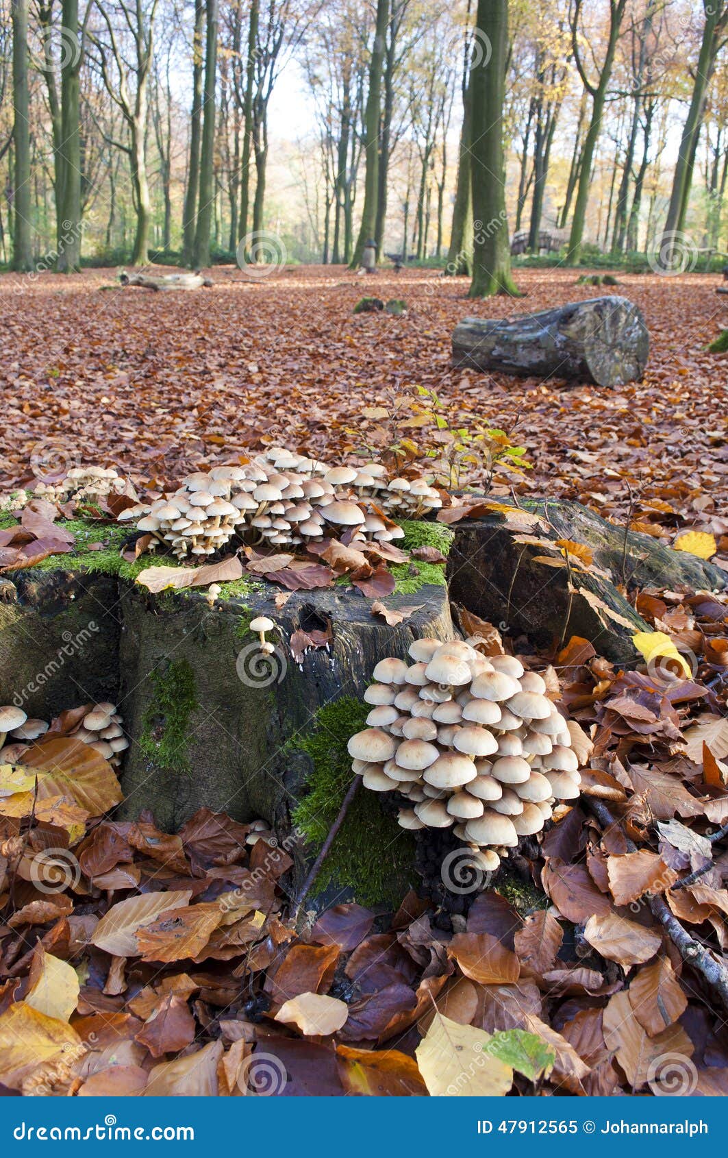 Mushrooms Growing on a Tree Trunk in Autumn Stock Image - Image of ...