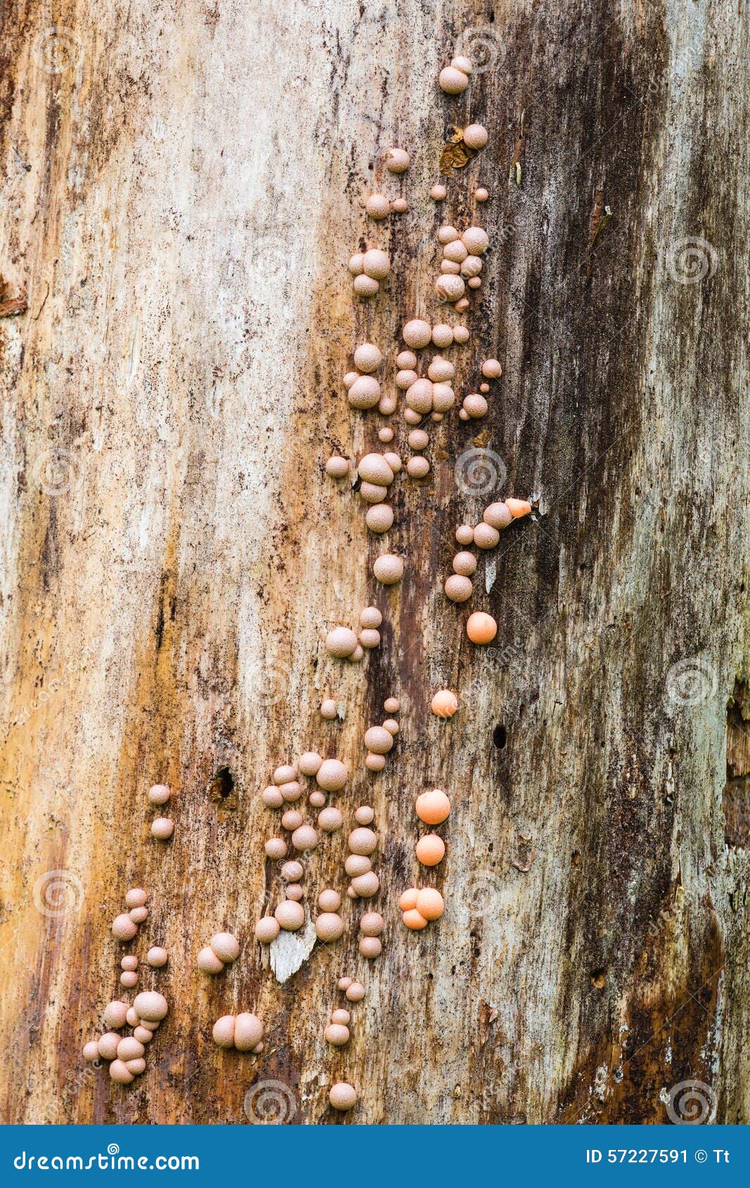 Mushrooms Growing on a Tree Trunk Stock Image - Image of beauty, dead ...