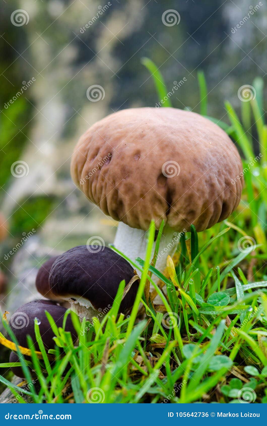 Wild Mushrooms stock photo. Image of background, lighten - 105642736
