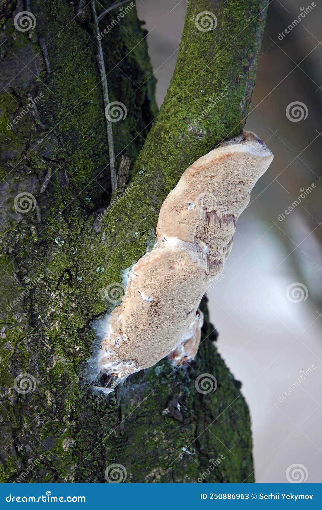 Mushrooms growths on trees stock image. Image of branches - 250886963