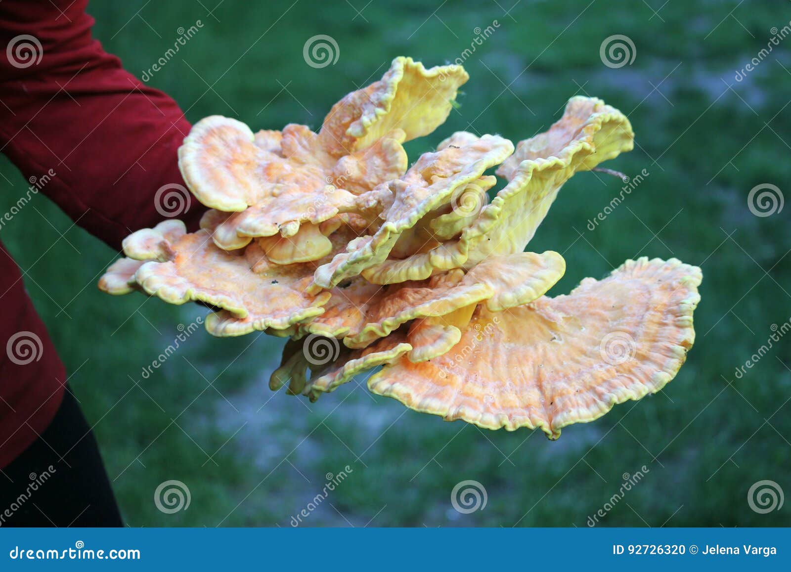 Mushrooms in hand stock photo. Image of yellow, tree - 92726320