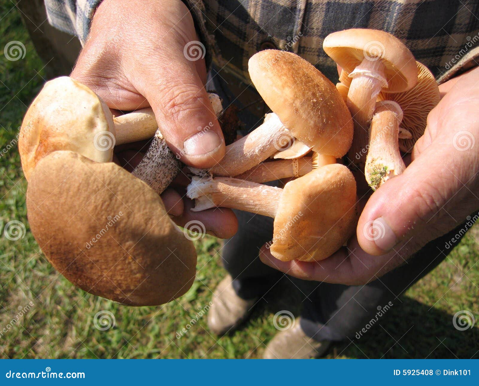 Mushrooms in a hands stock photo. Image of birch, delicious - 5925408