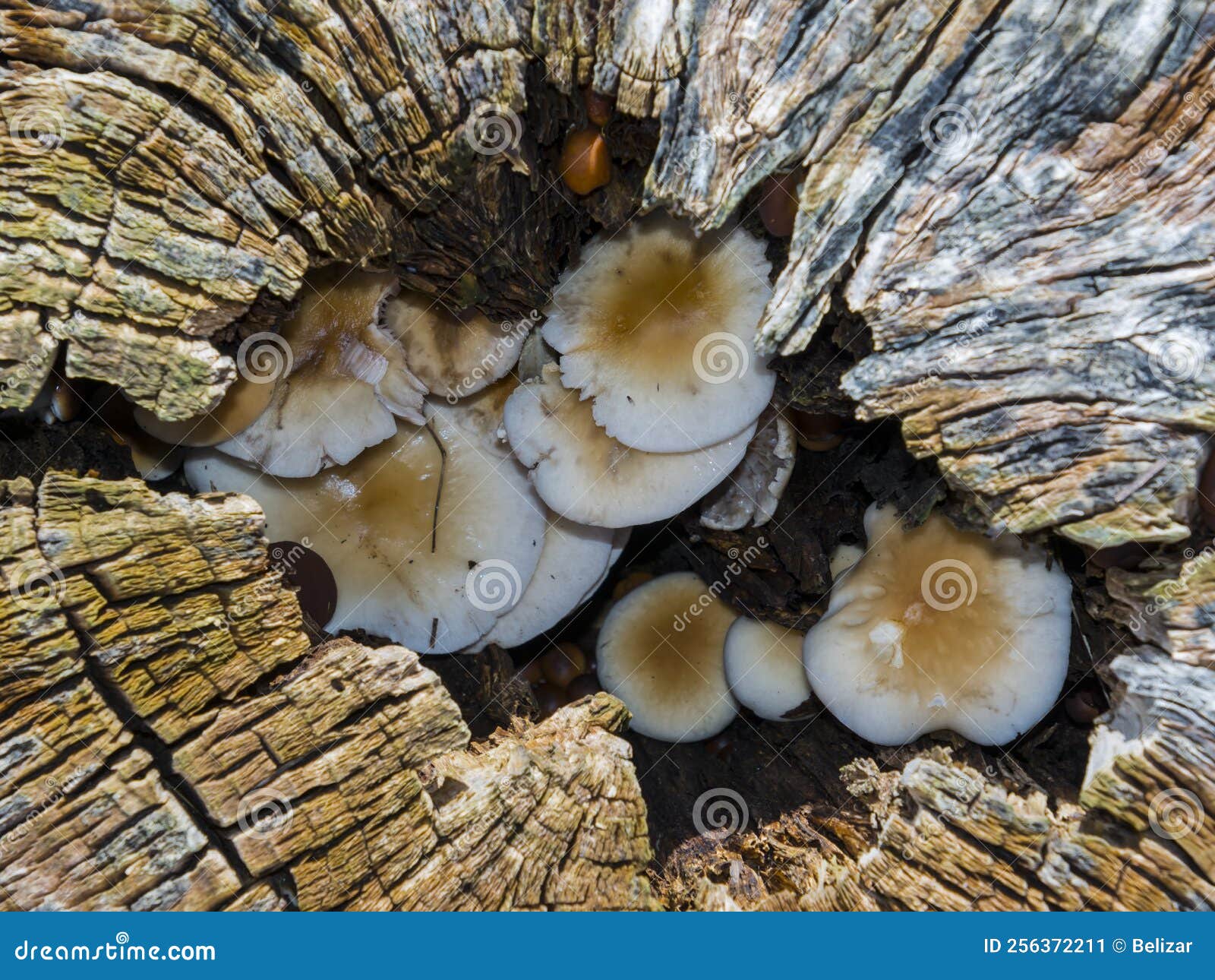 Mushrooms Inside the Cutted Tree Stub in Autumn Stock Image - Image of ...