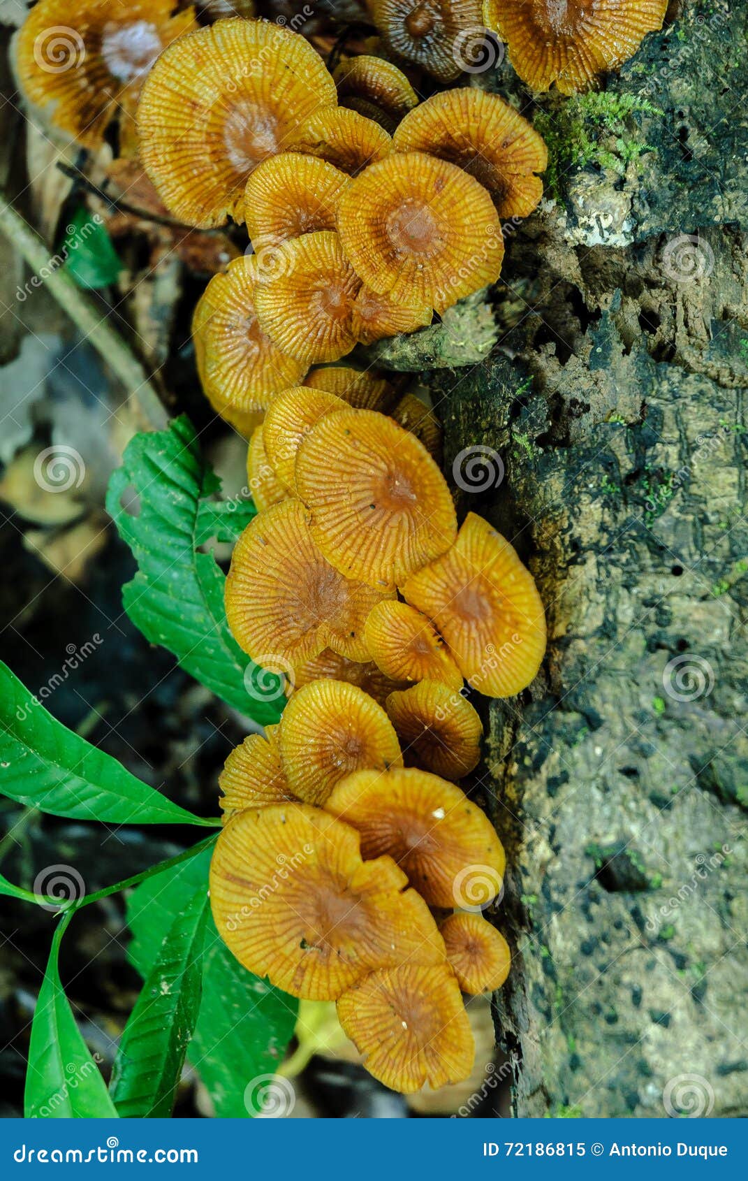 Mushrooms Inside the Forest Stock Image - Image of negara, inside: 72186815