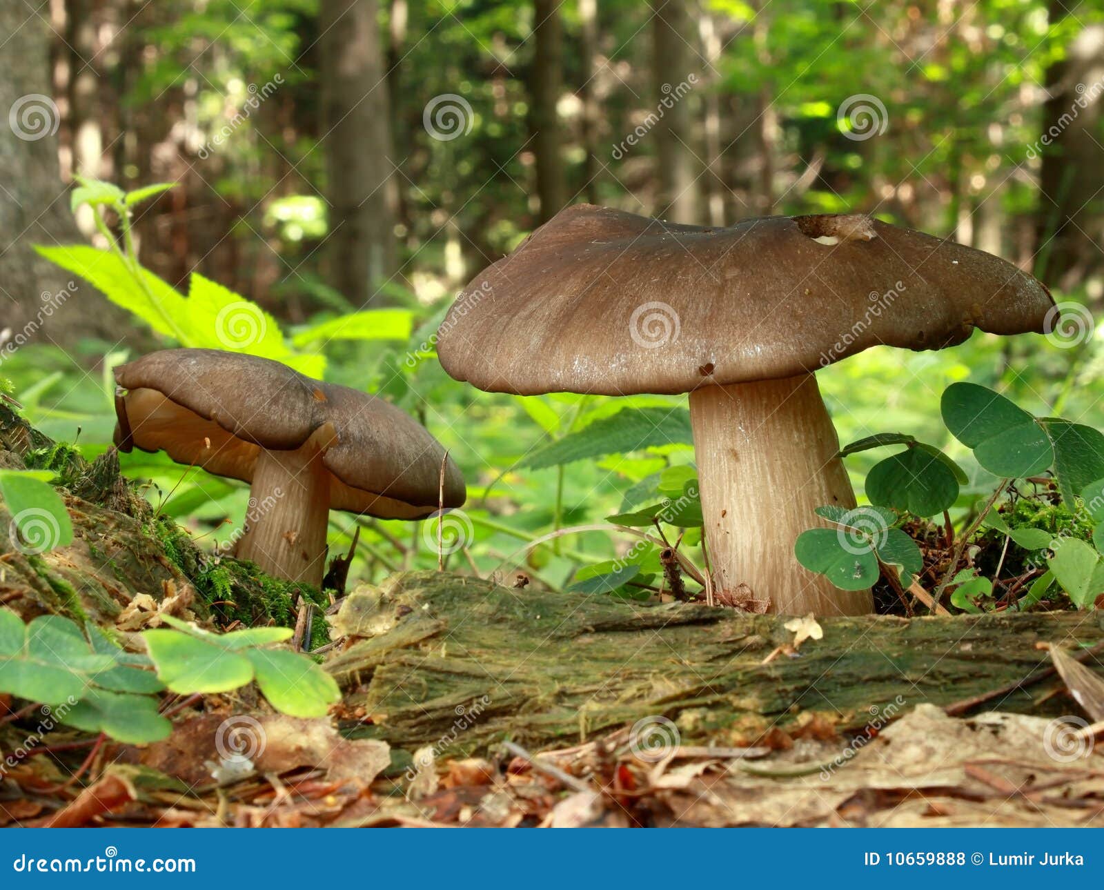 Litter Raft Stock Photos - Free & Royalty-Free Stock Photos from Dreamstime