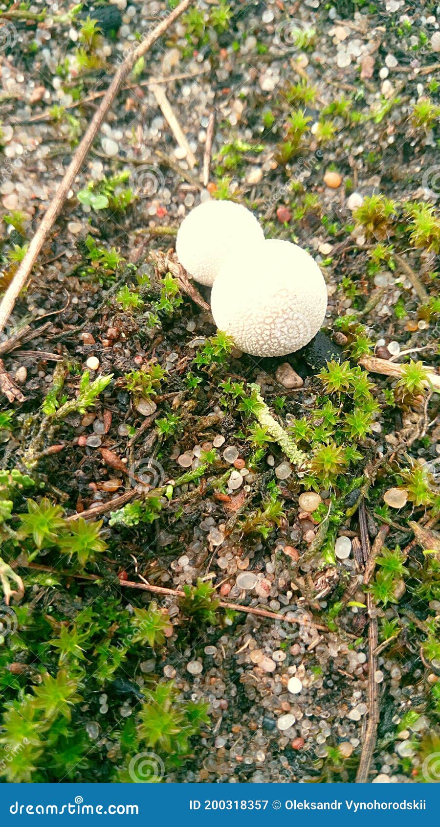 Mushrooms like a ball stock image. Image of tree, mushroom - 200318357