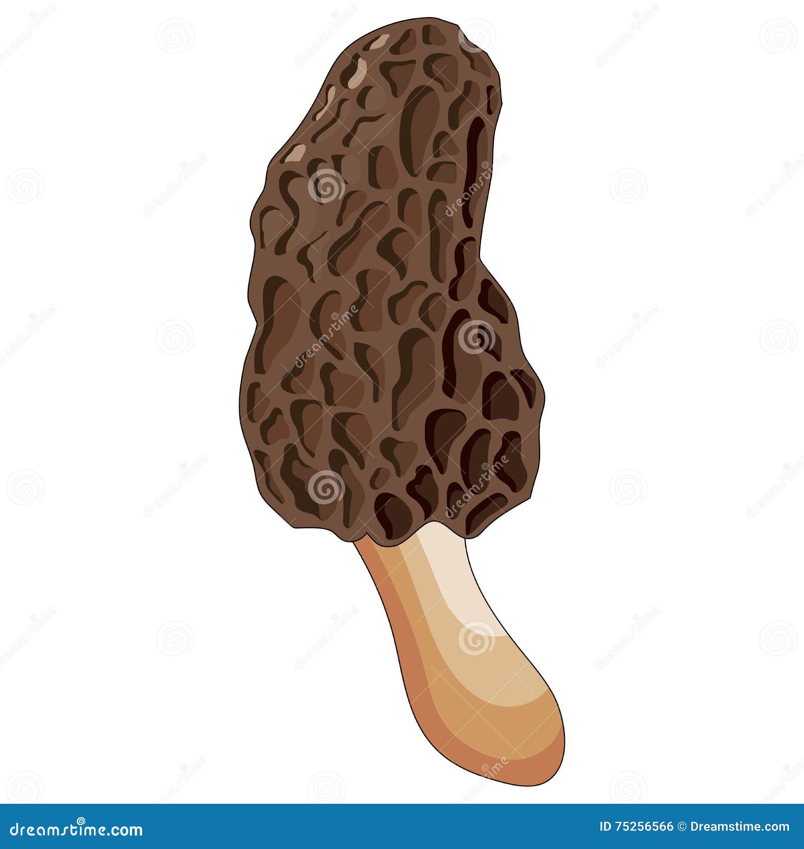 Mushrooms: morel stock vector. Illustration of morel - 75256566