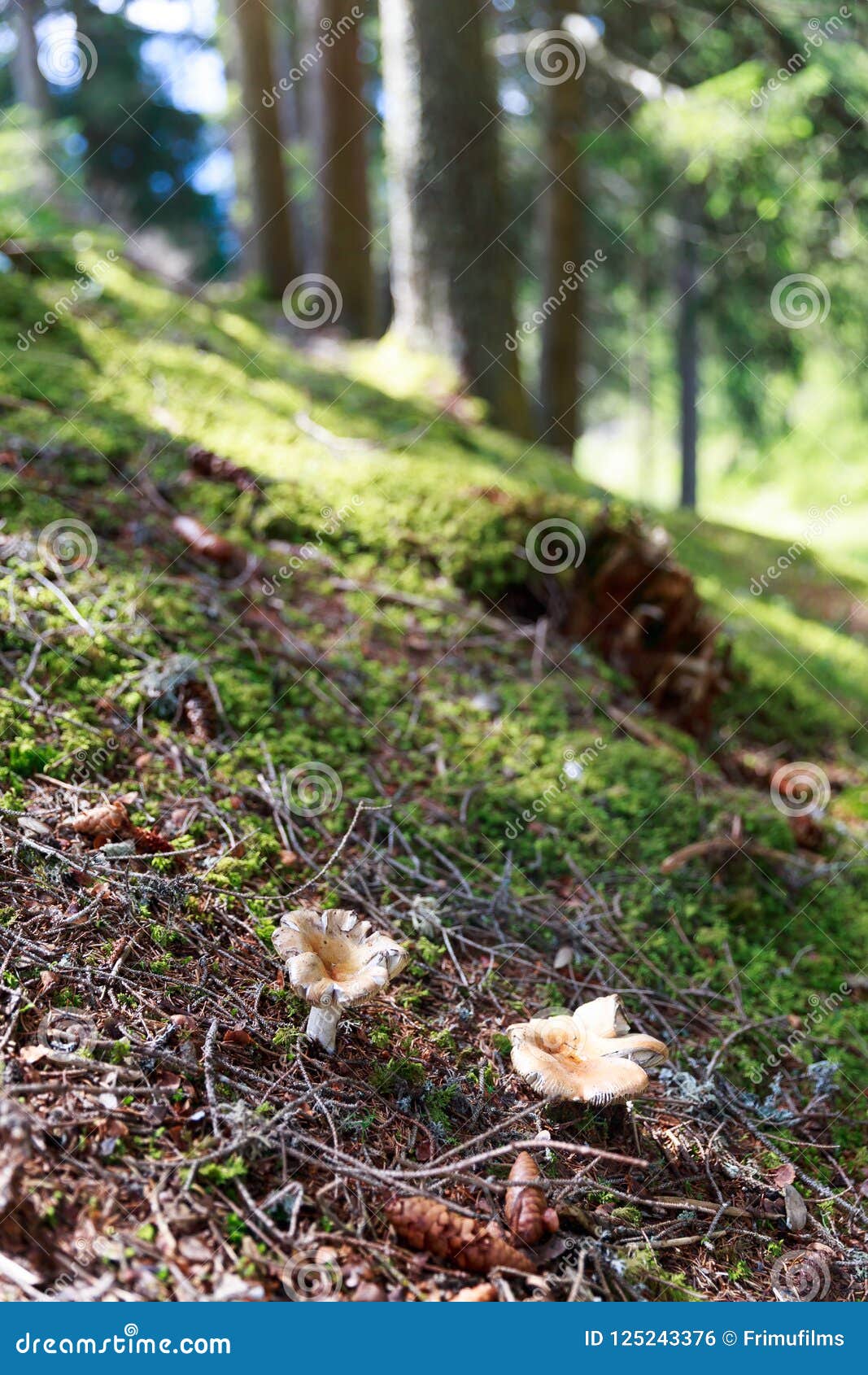 Mushrooms in Morning Spring Forest Stock Photo - Image of environment ...