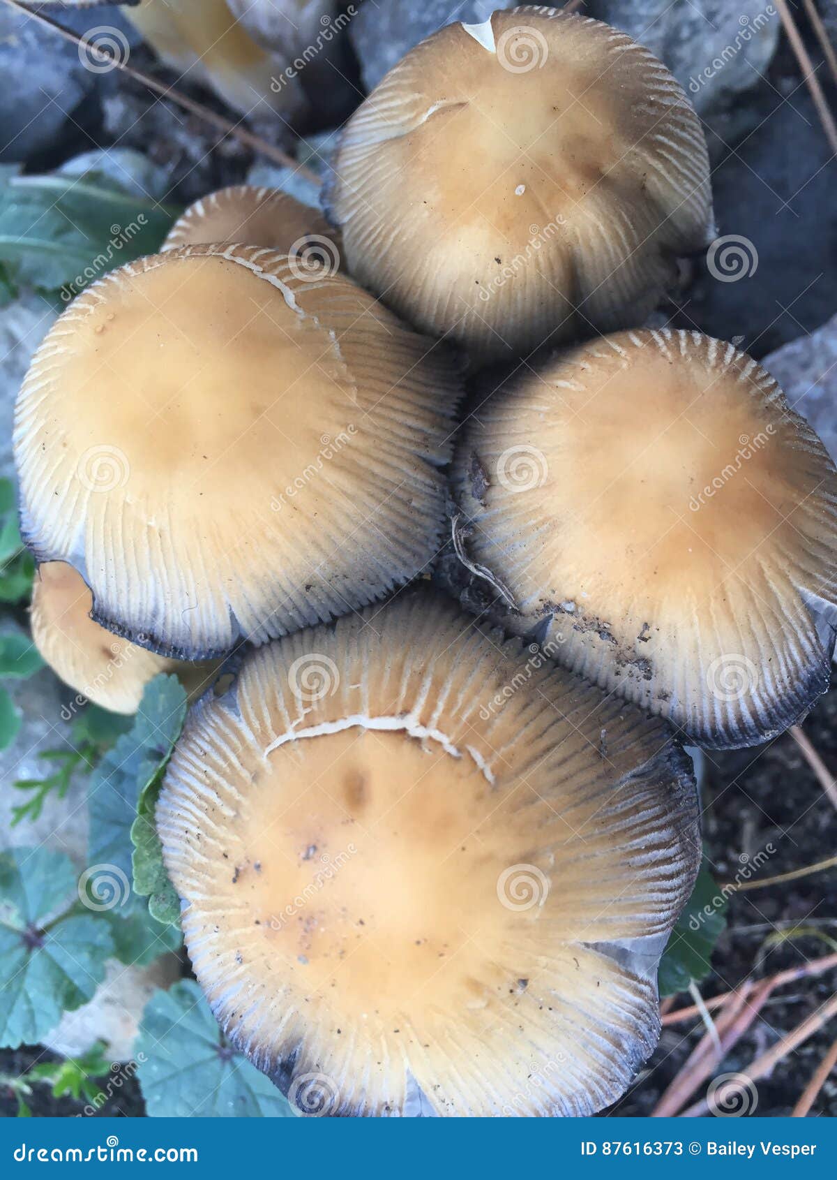 Mushrooms stock image. Image of mushrooms, growing, patch - 87616373