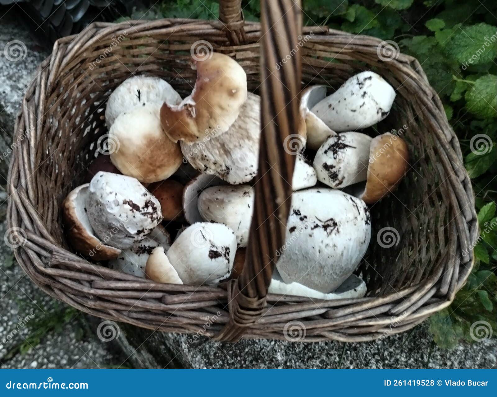 Mushrooms - Natural Goodness from the Farm Stock Photo - Image of ...