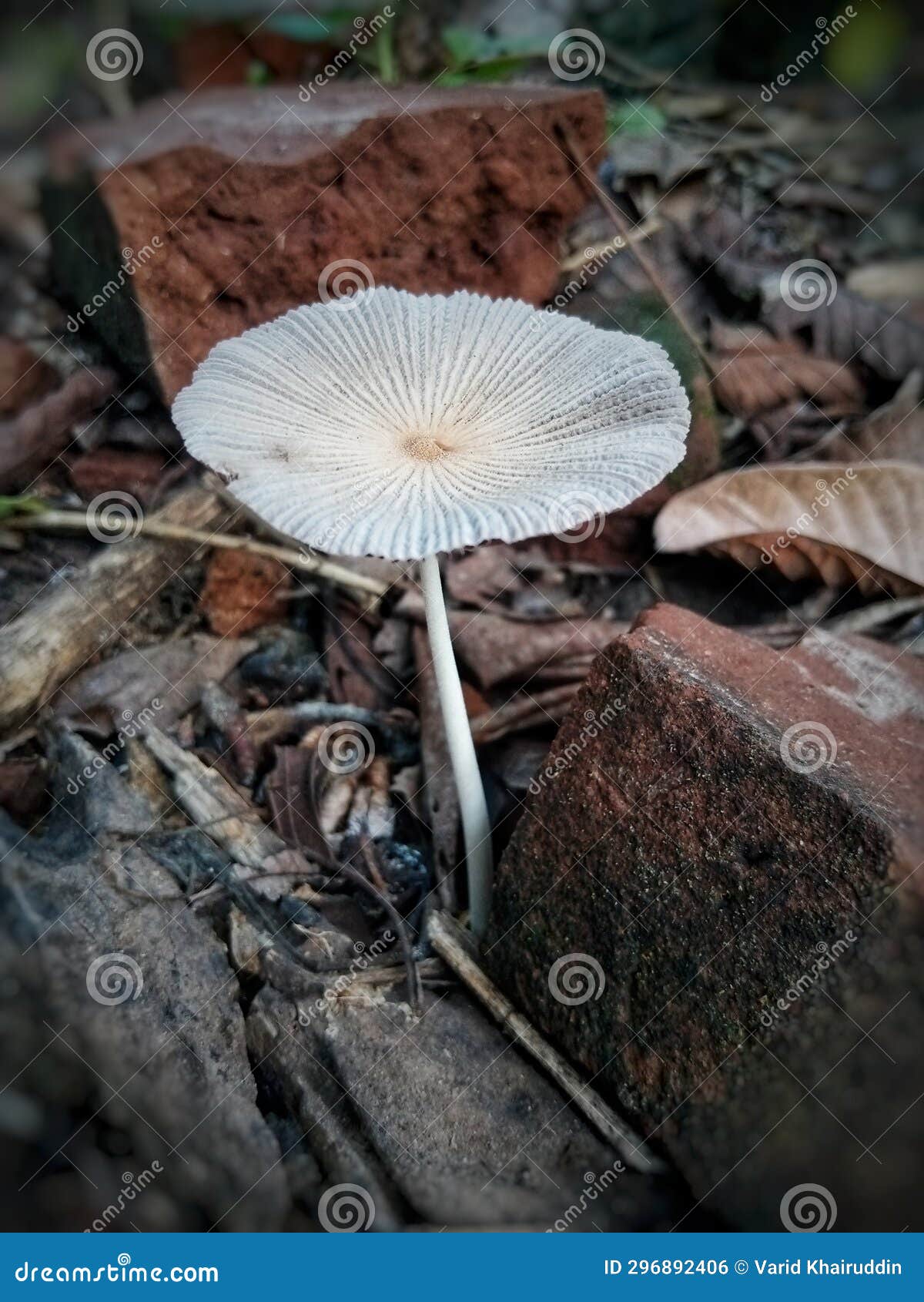Mushrooms are One of the Plants that Can Thrive in Damp Places Stock ...