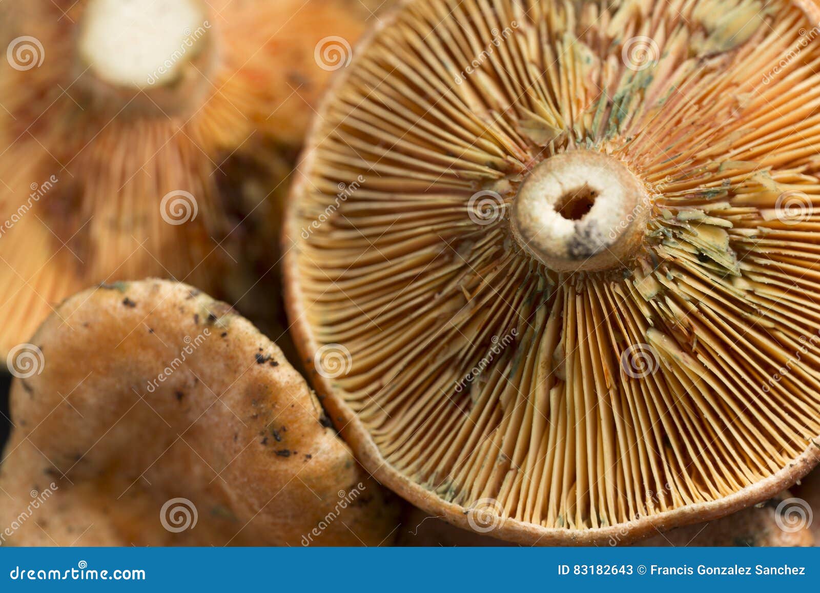 Mushrooms Photographed Close Up Stock Image - Image of niscalo ...