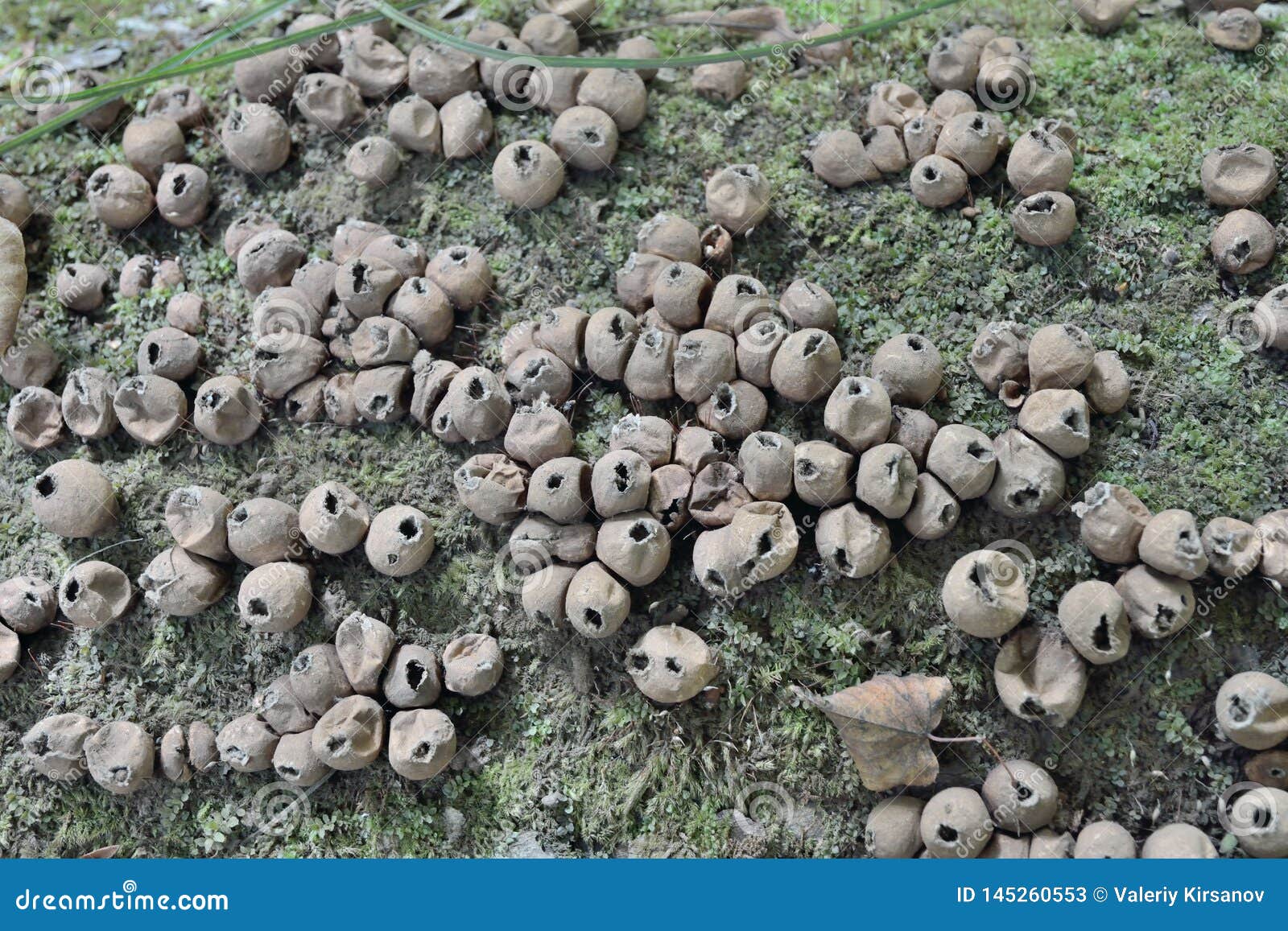 Puff Ball Fungi Stock Image | CartoonDealer.com #195822925