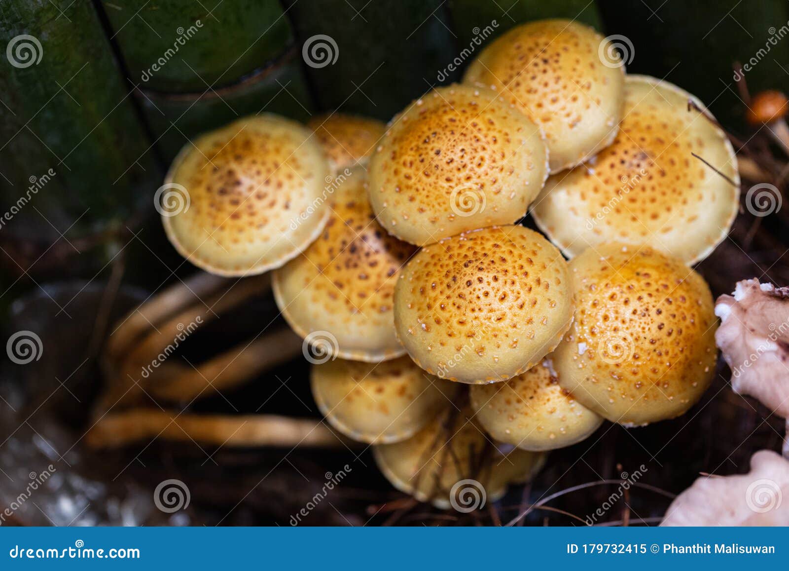 Mushrooms on a Rotten Tree in the Forest. Shiitake Mushroom Stock Image ...
