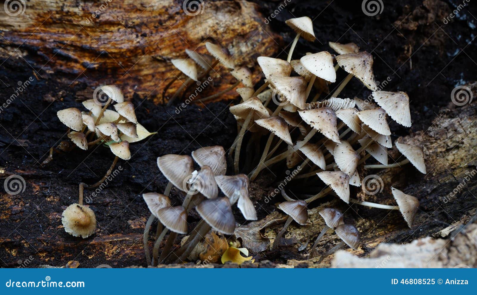 Mushrooms on rotting log stock image. Image of buff, diet - 46808525
