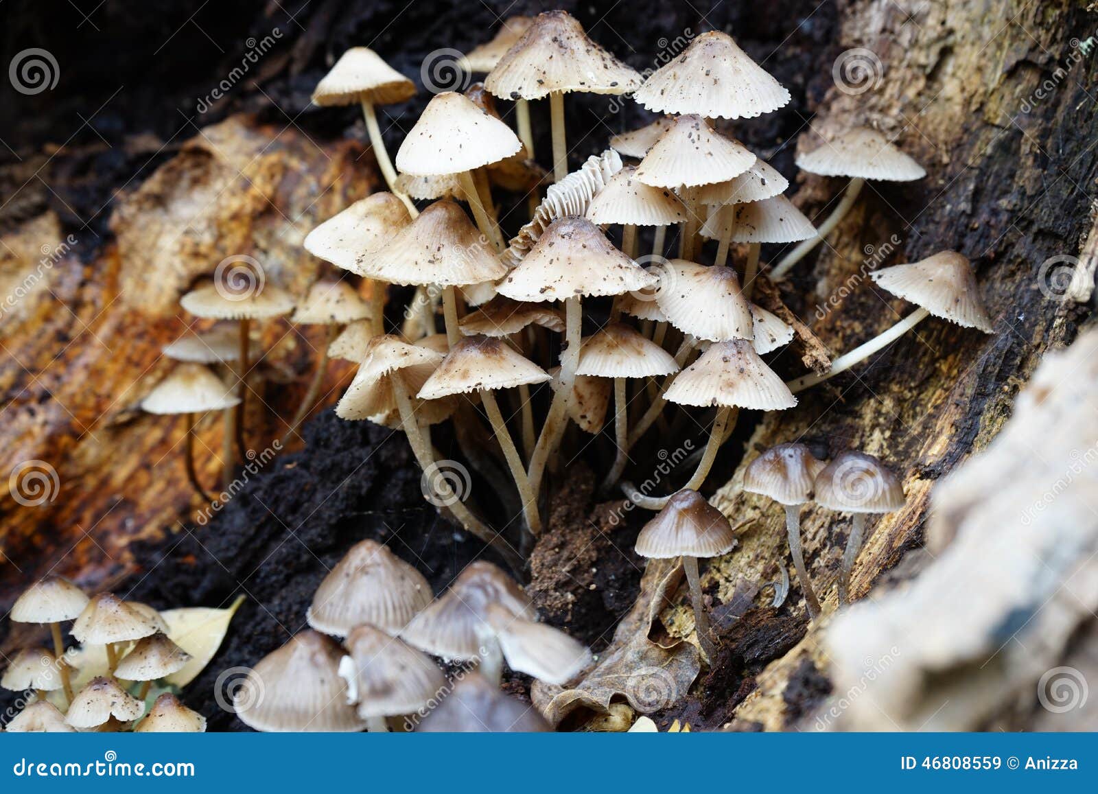 Mushrooms on rotting log stock image. Image of healthy - 46808559