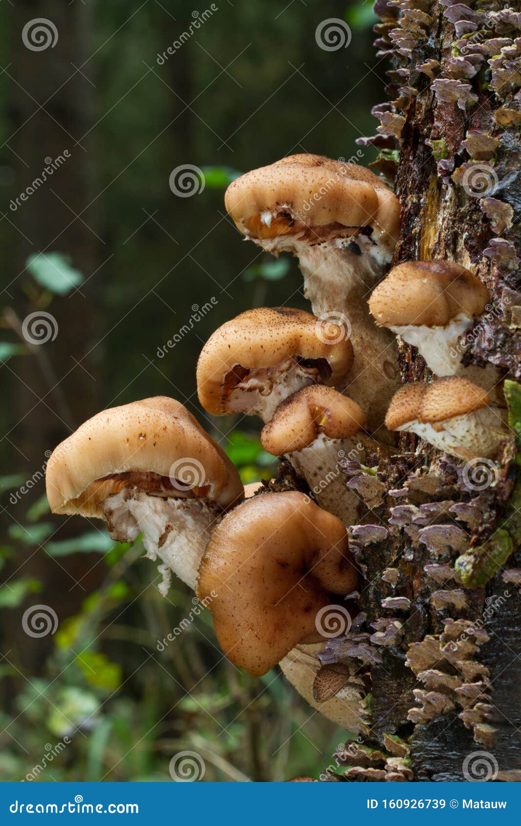 Mushrooms on rotting tree stock image. Image of fall - 160926739