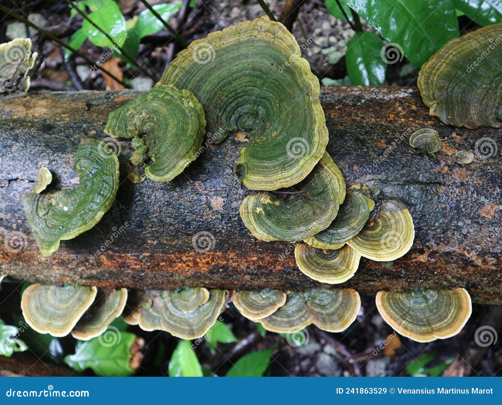 Mushrooms on a Rotting Tree in the Yard Stock Image - Image of nature ...