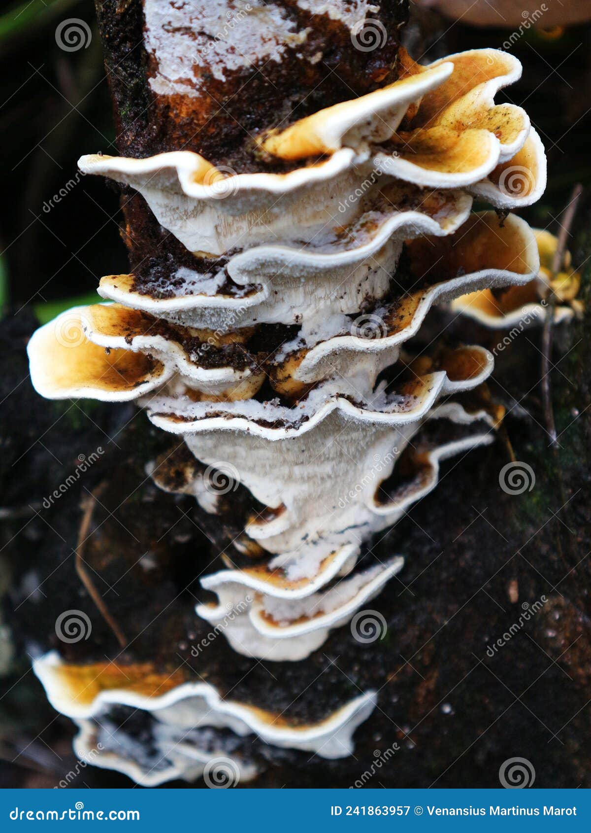 Mushrooms on a Rotting Tree in the Yard Stock Image - Image of leaf ...