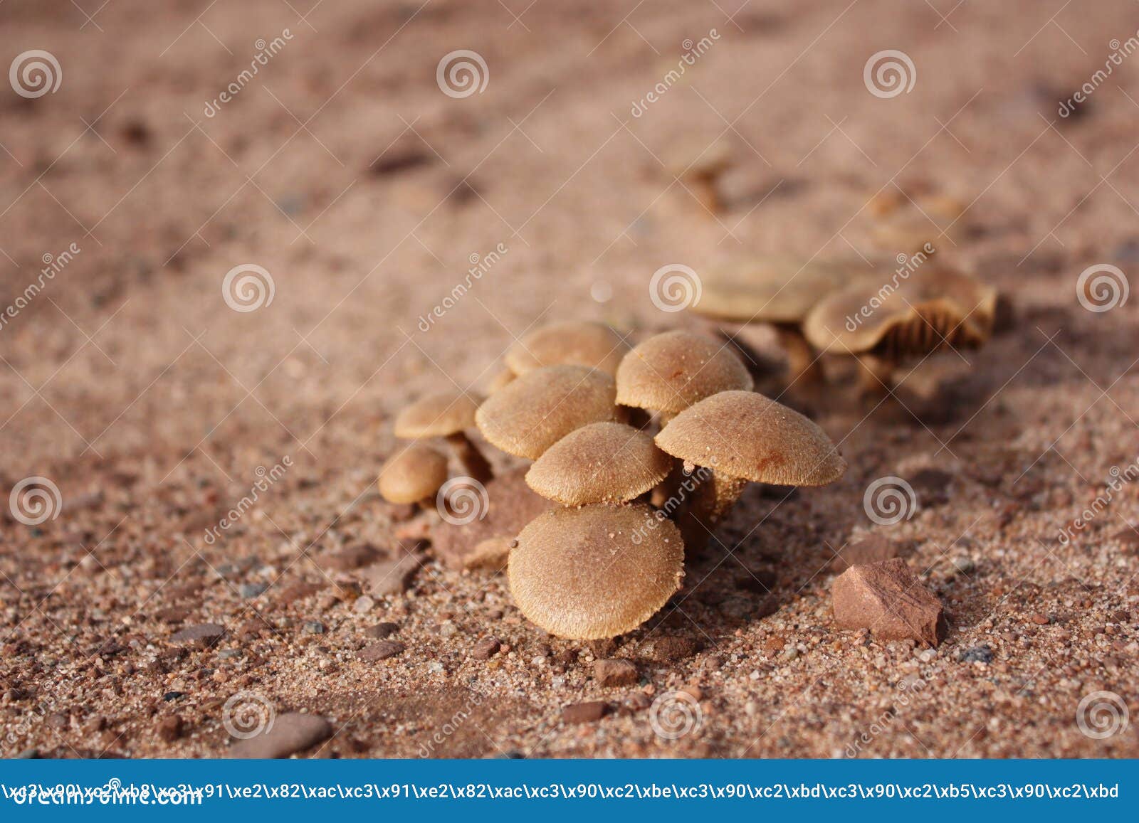 Mushrooms in the sand. stock image. Image of coastal - 78384743