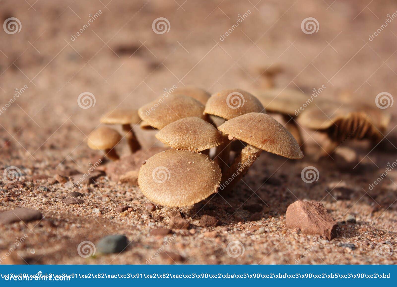 Mushrooms in the sand. stock image. Image of beach, mushrooms - 78384761
