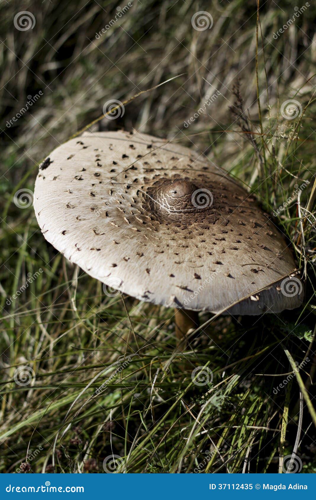 Mushrooms - snake hat stock image. Image of brown, edible - 37112435
