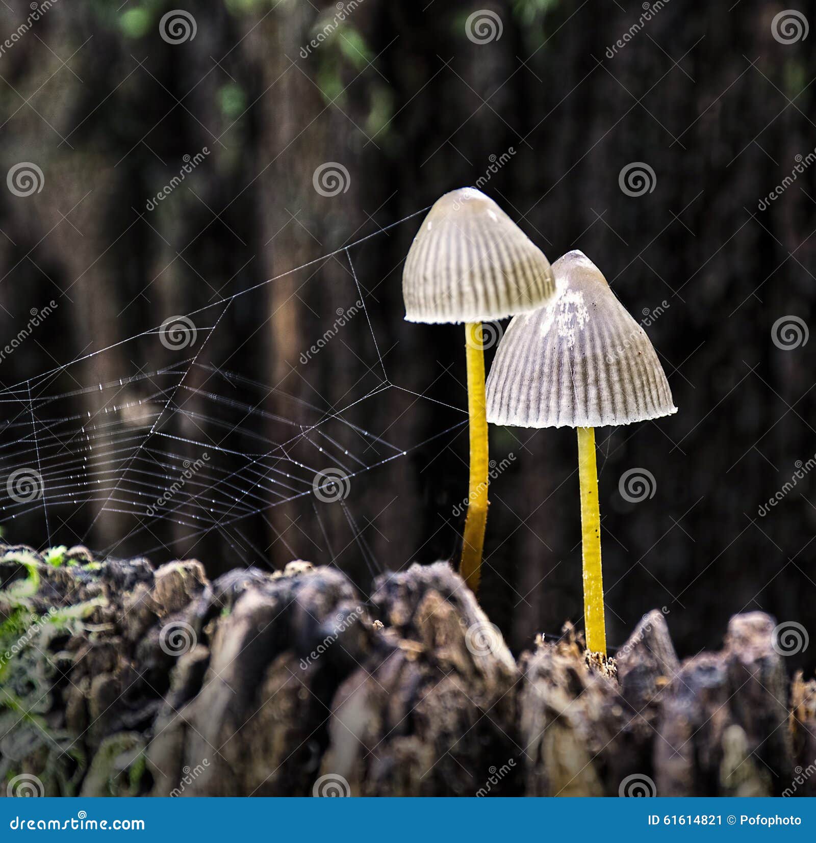 Mushrooms with spider web stock image. Image of detail - 61614821