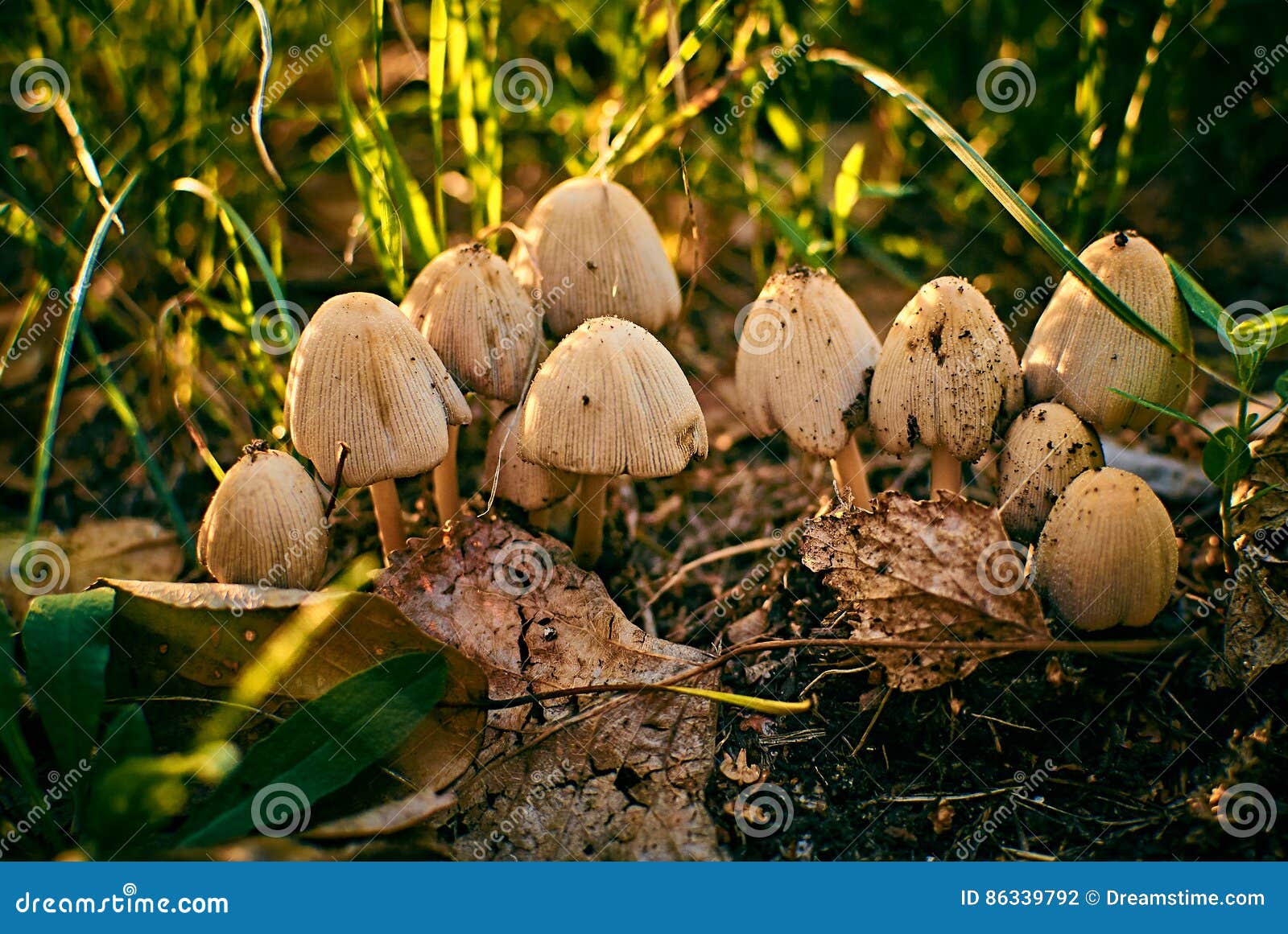 Mushrooms in the sun stock photo. Image of coolness, land - 86339792