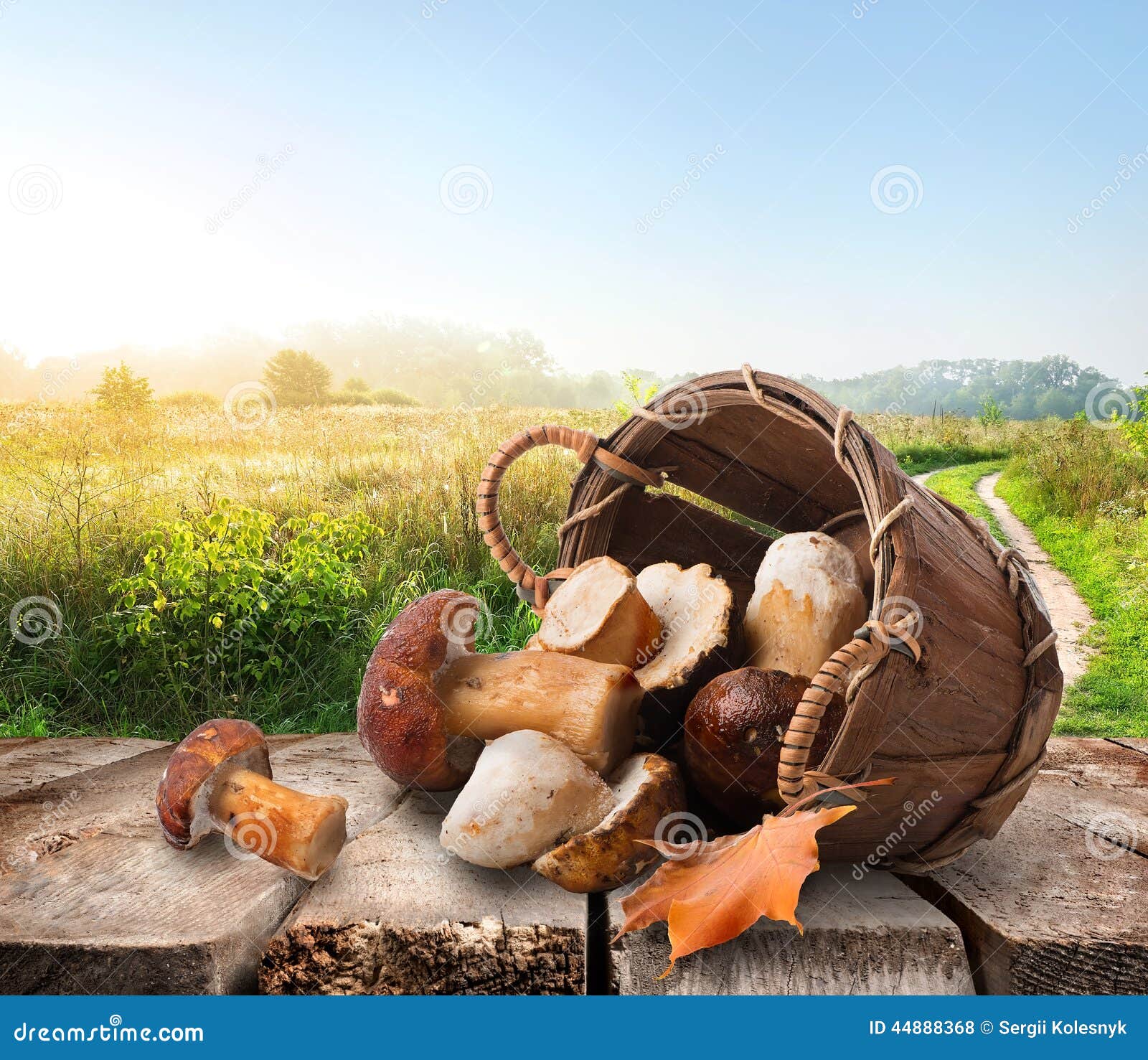 Mushrooms on a table stock photo. Image of trees, timber - 44888368