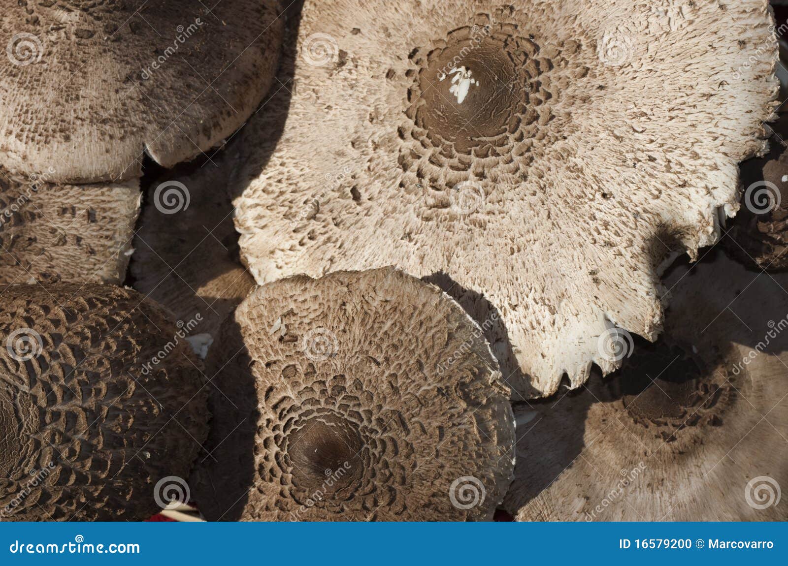 Mushrooms texture stock photo. Image of mushroom, refreshment - 16579200