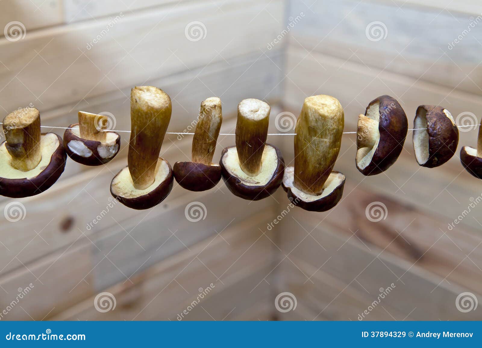 Mushrooms on a thread stock image. Image of edible, agriculture - 37894329