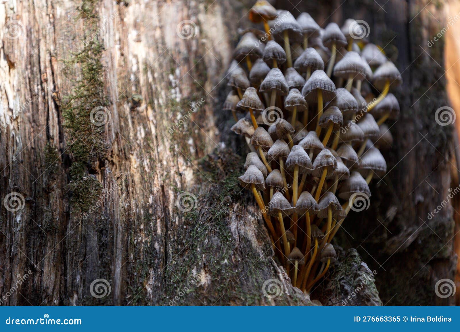 Mushrooms. Toadstool, Poisonous Mushroom. Forest Mushrooms on a Rotting ...