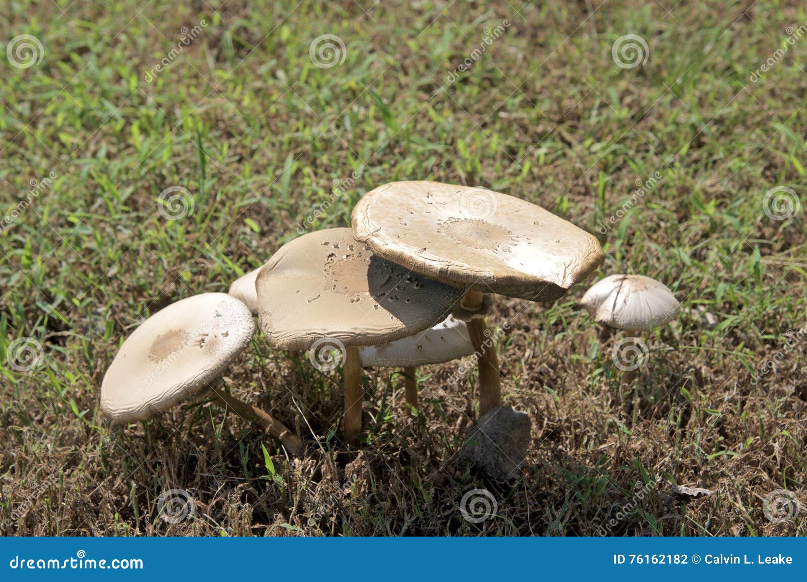 Mushrooms Toadstools Growing Wild in a Field Stock Photo - Image of ...