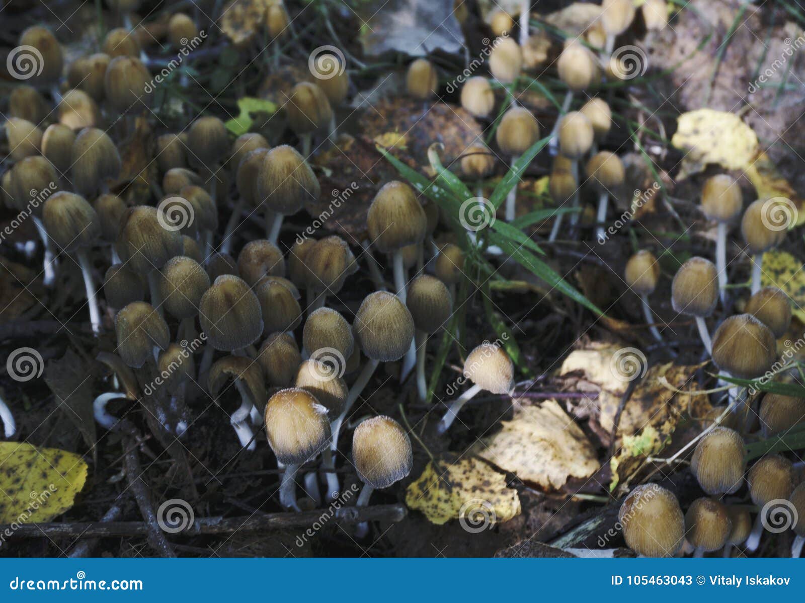 Mushrooms Toadstools in Nature Looks Stock Image - Image of orange ...