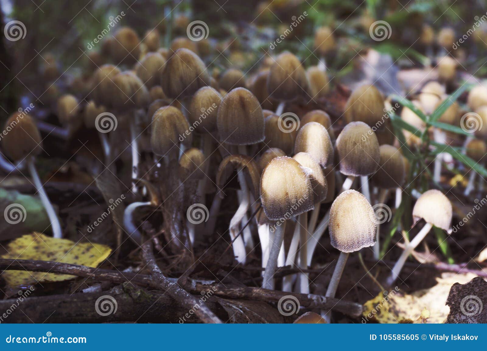 Mushrooms Toadstools in Nature a Lot Stock Image - Image of enokitake ...