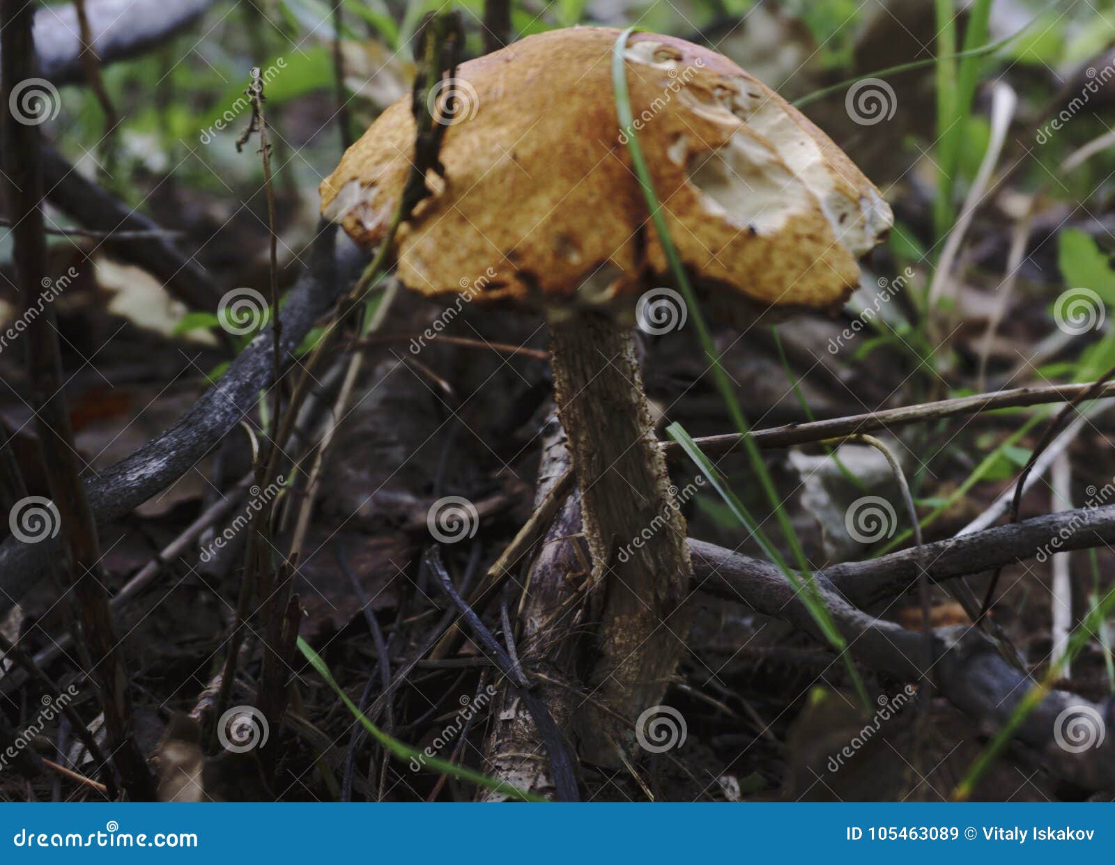 Mushrooms Toadstools in Nature Muddy Stock Image - Image of lily ...