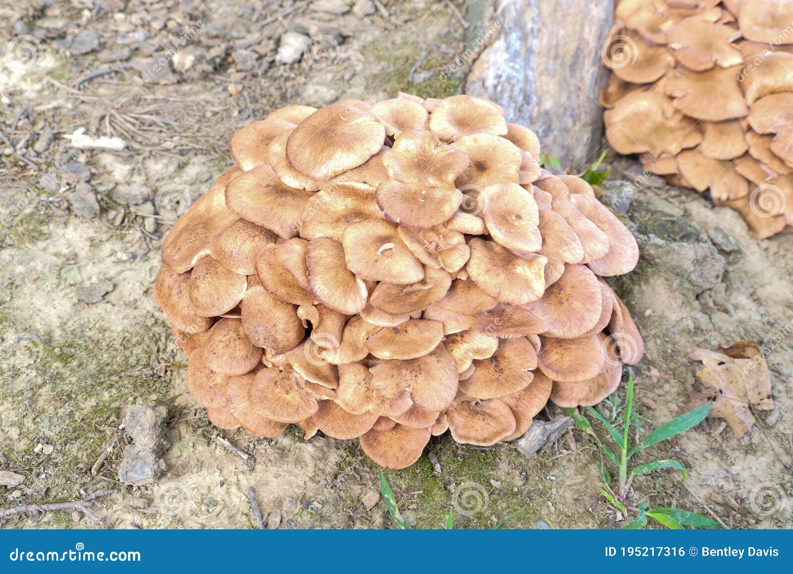 Mushrooms by a tree stock photo. Image of freshness - 195217316