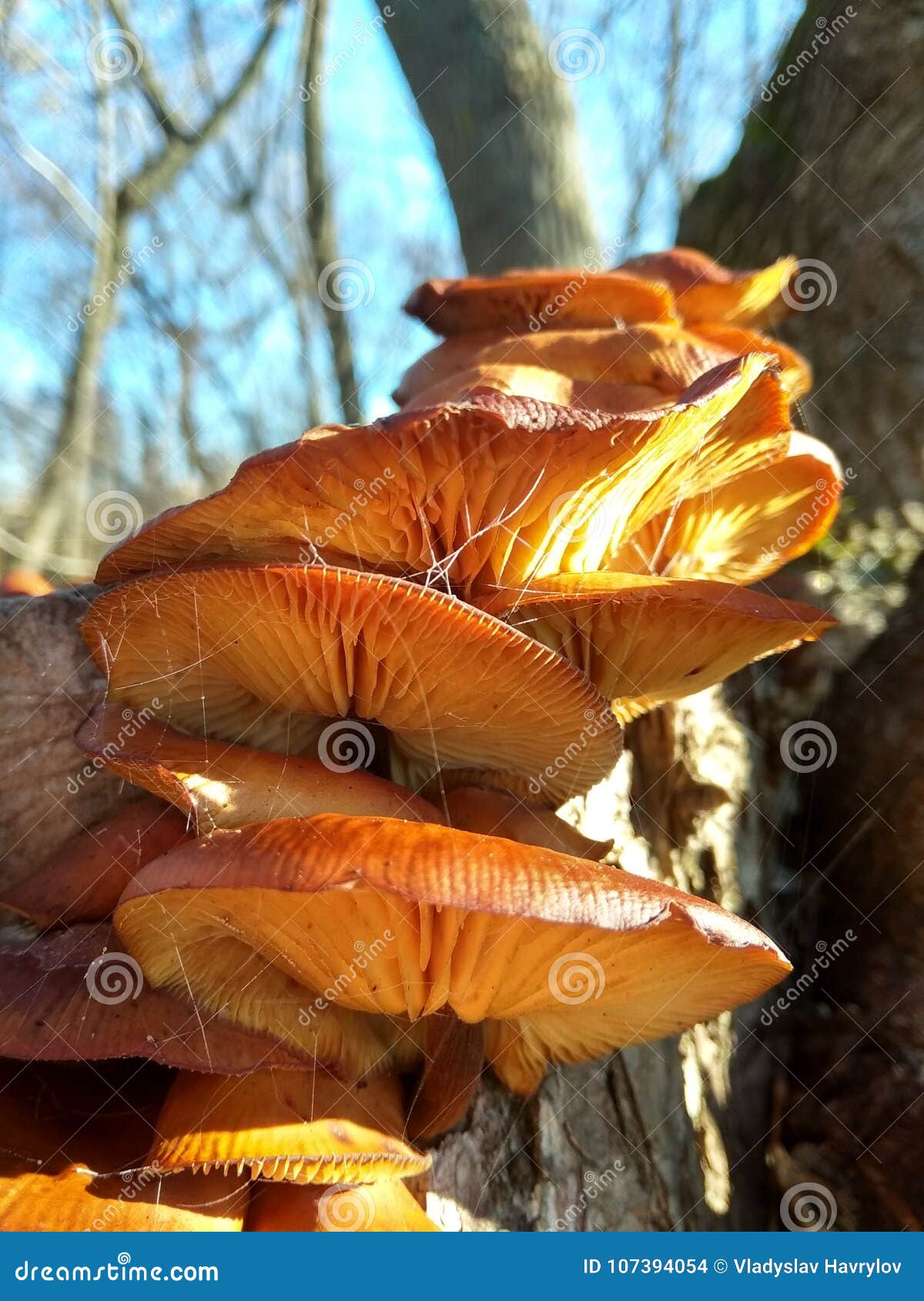 Mushrooms on the tree stock photo. Image of agaricaceae - 107394054