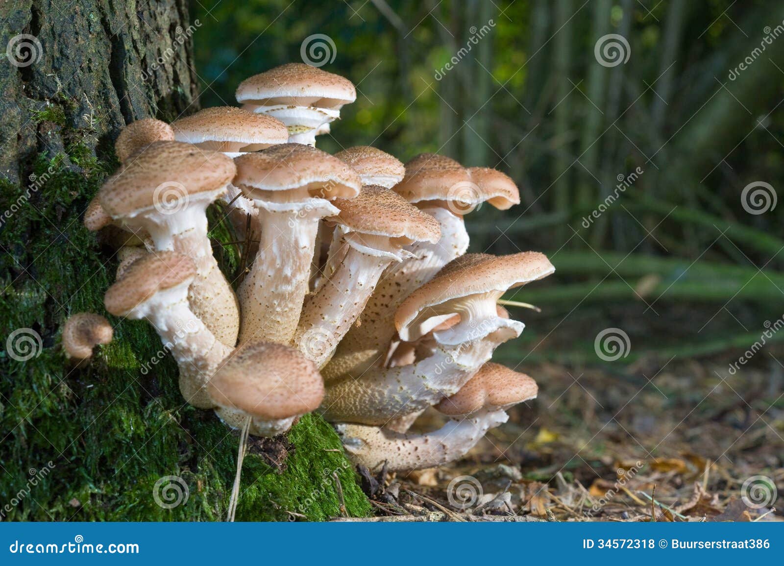 Mushrooms on a tree stock photo. Image of forest, environment - 34572318
