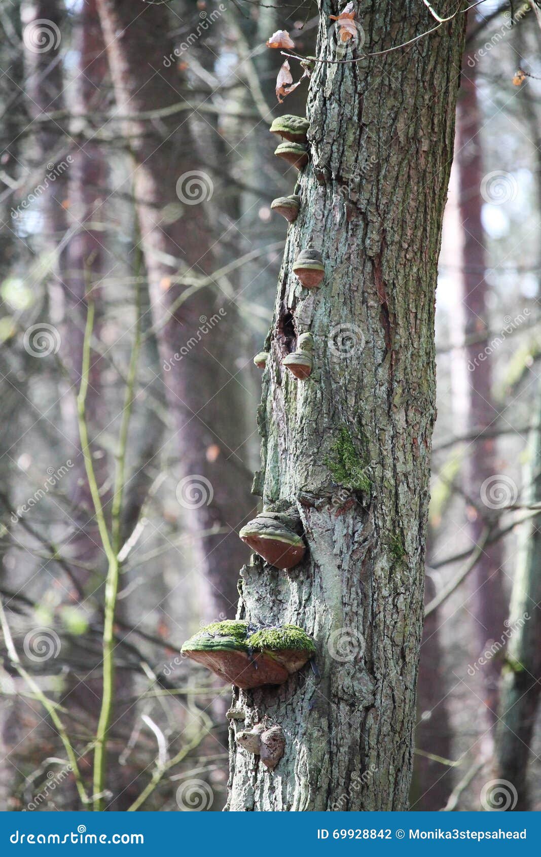 Mushrooms On A Tree Stock Photo | CartoonDealer.com #69928842