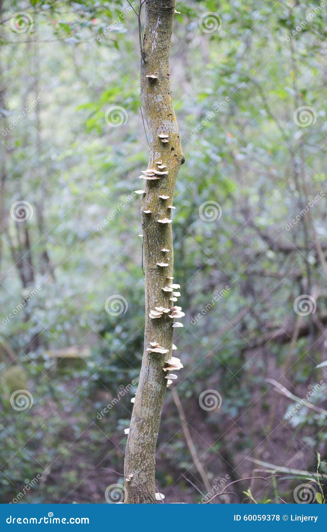 Mushrooms on tree stem stock photo. Image of foliage - 60059378