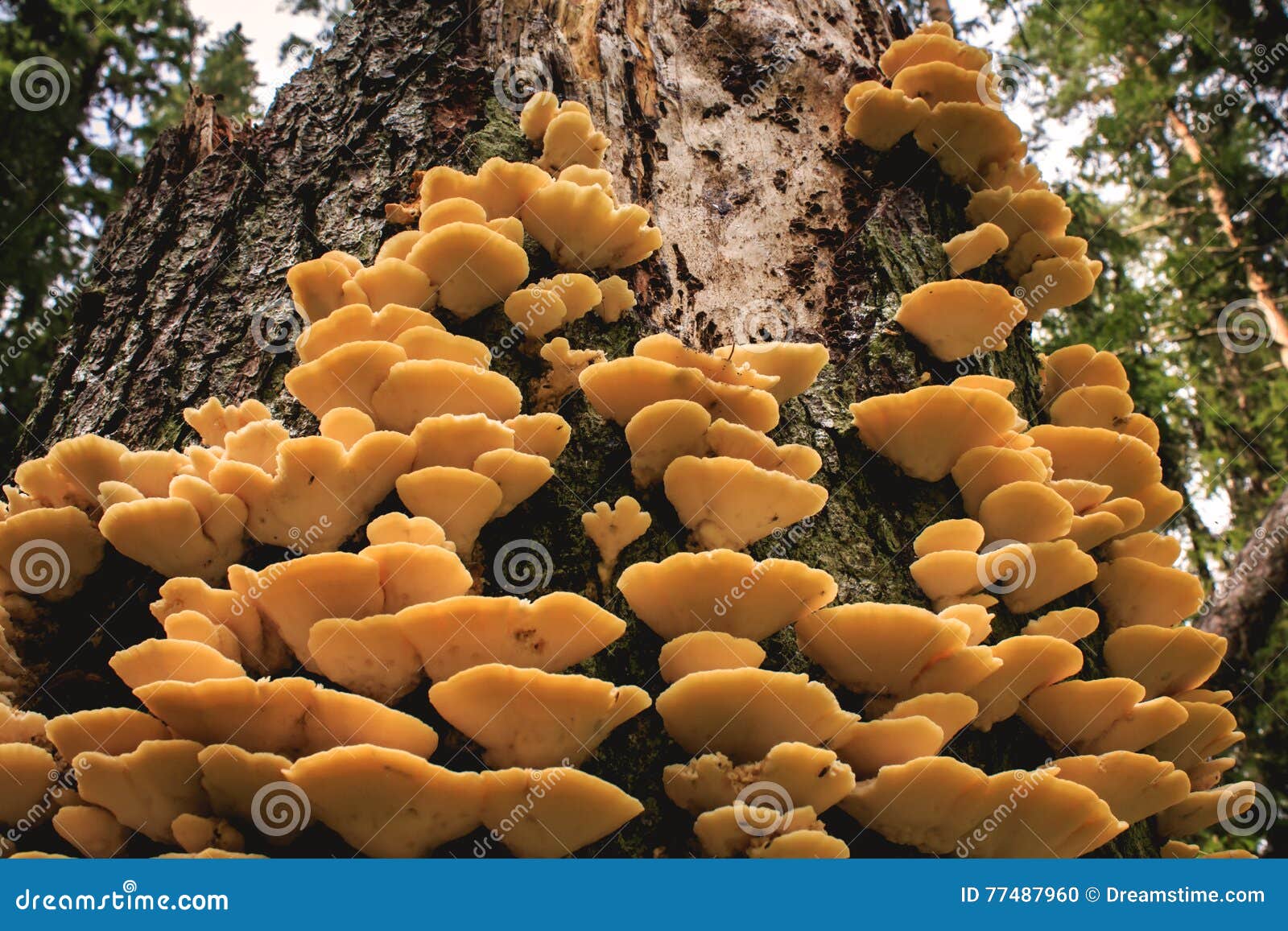 Mushrooms on a tree stump stock photo. Image of yellow - 77487960