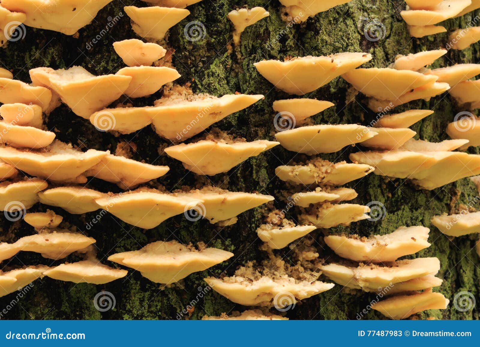 Mushrooms on a tree stump stock image. Image of little - 77487983