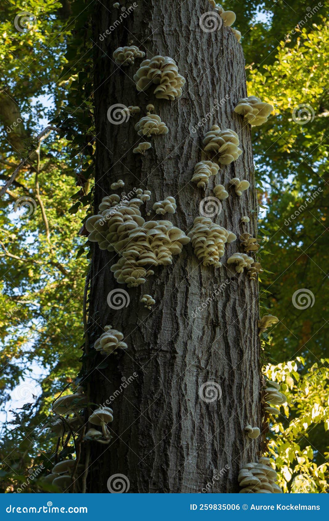 Mushrooms on a tree trunk stock photo. Image of nature - 259835006