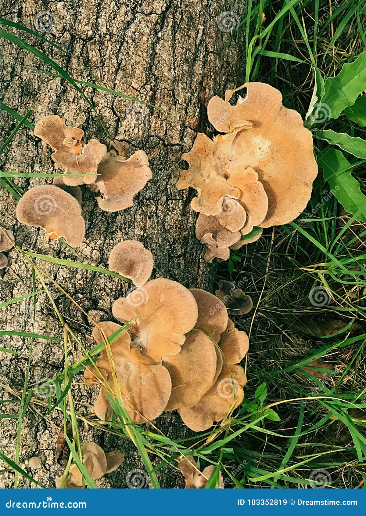 Decomposing organisms stock image. Image of pezizales - 103352819