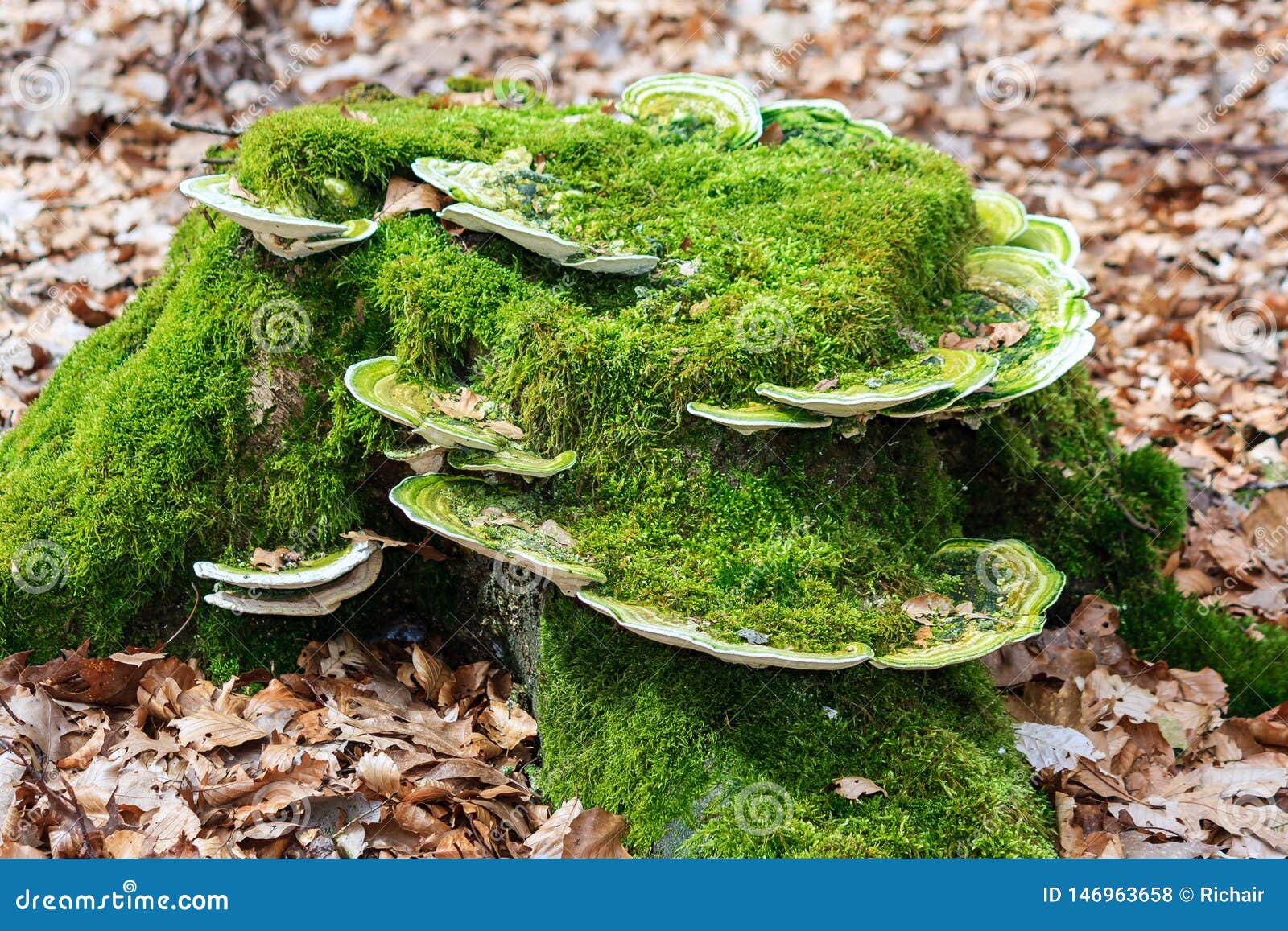 Mushrooms on tree trunk stock photo. Image of fall, autumn - 146963658