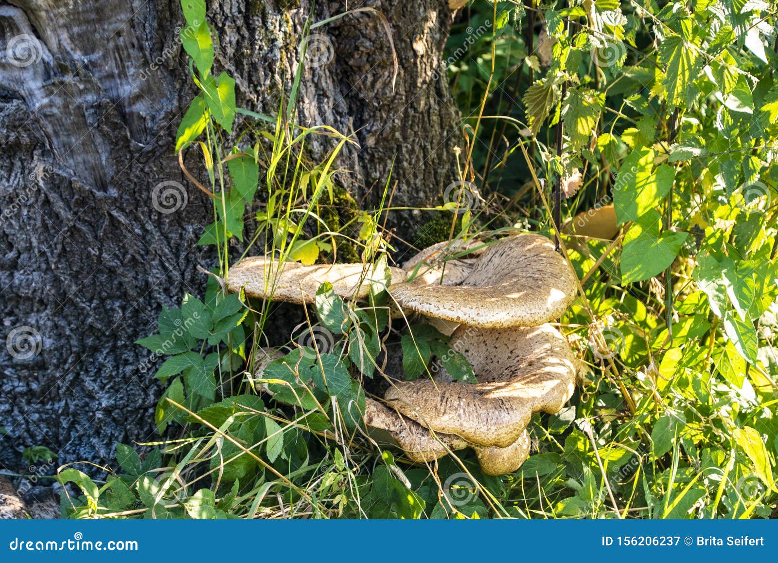 Mushrooms on a Tree. Wild Mushroom on Tree Trunk Stock Image - Image of ...