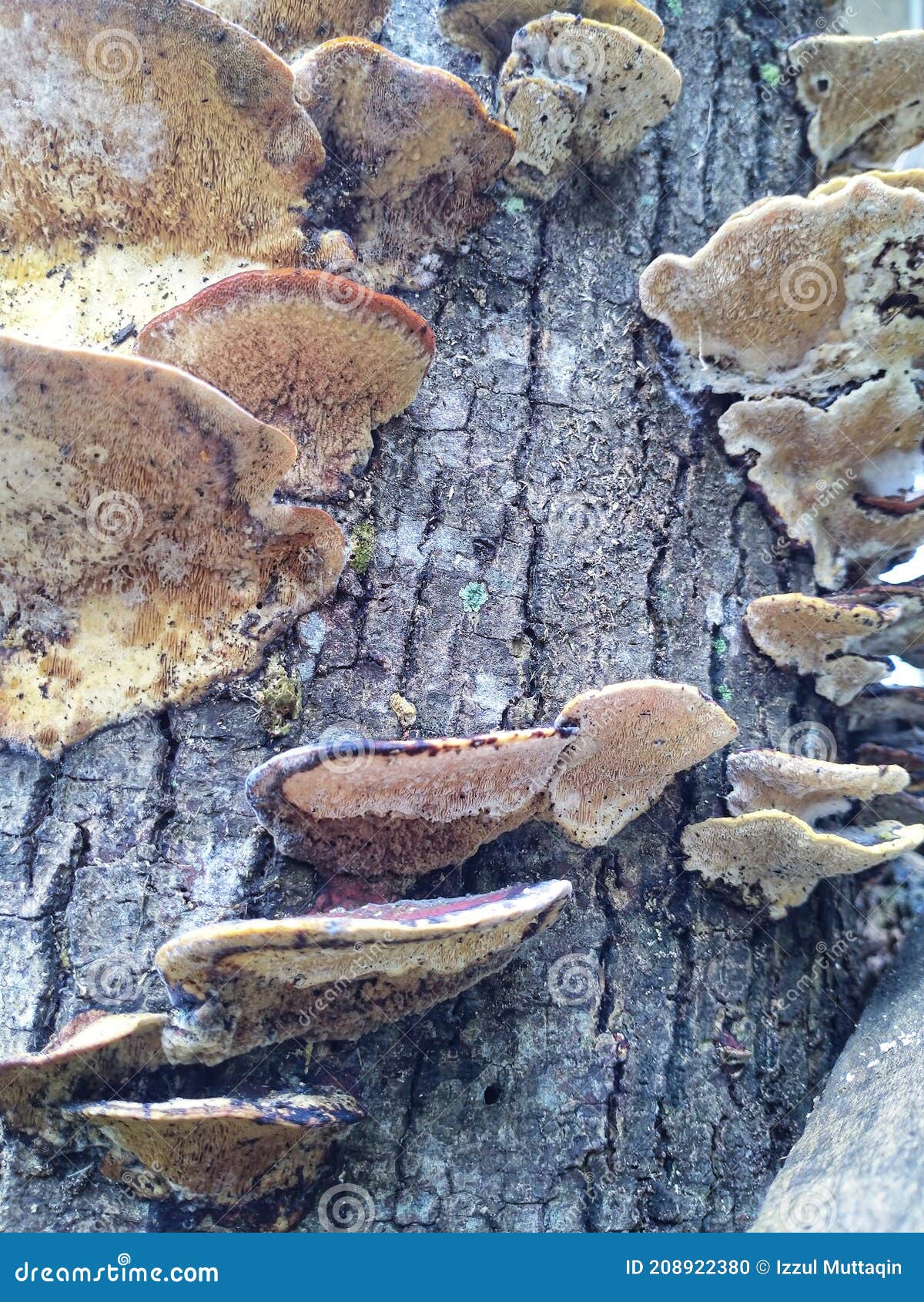 Mushrooms on trees stock photo. Image of trees, nature - 208922380
