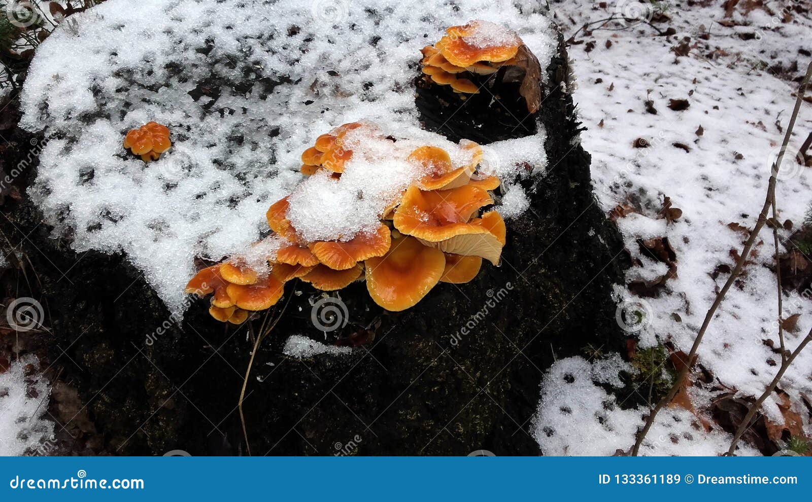 Mushrooms Under the Dutch Snow. Stock Image - Image of winter, famous ...
