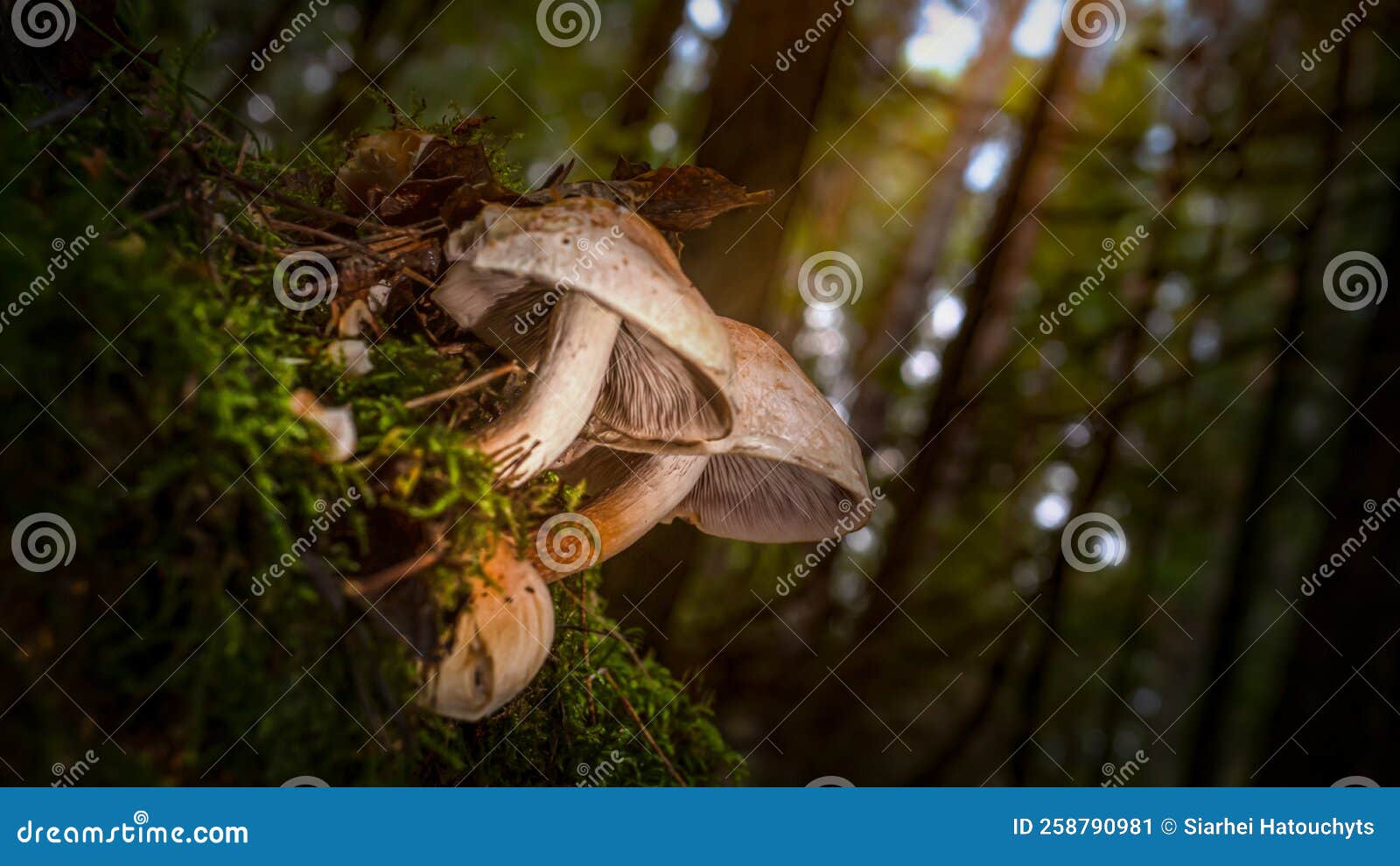 Mushrooms under the sun stock image. Image of jungle - 258790981
